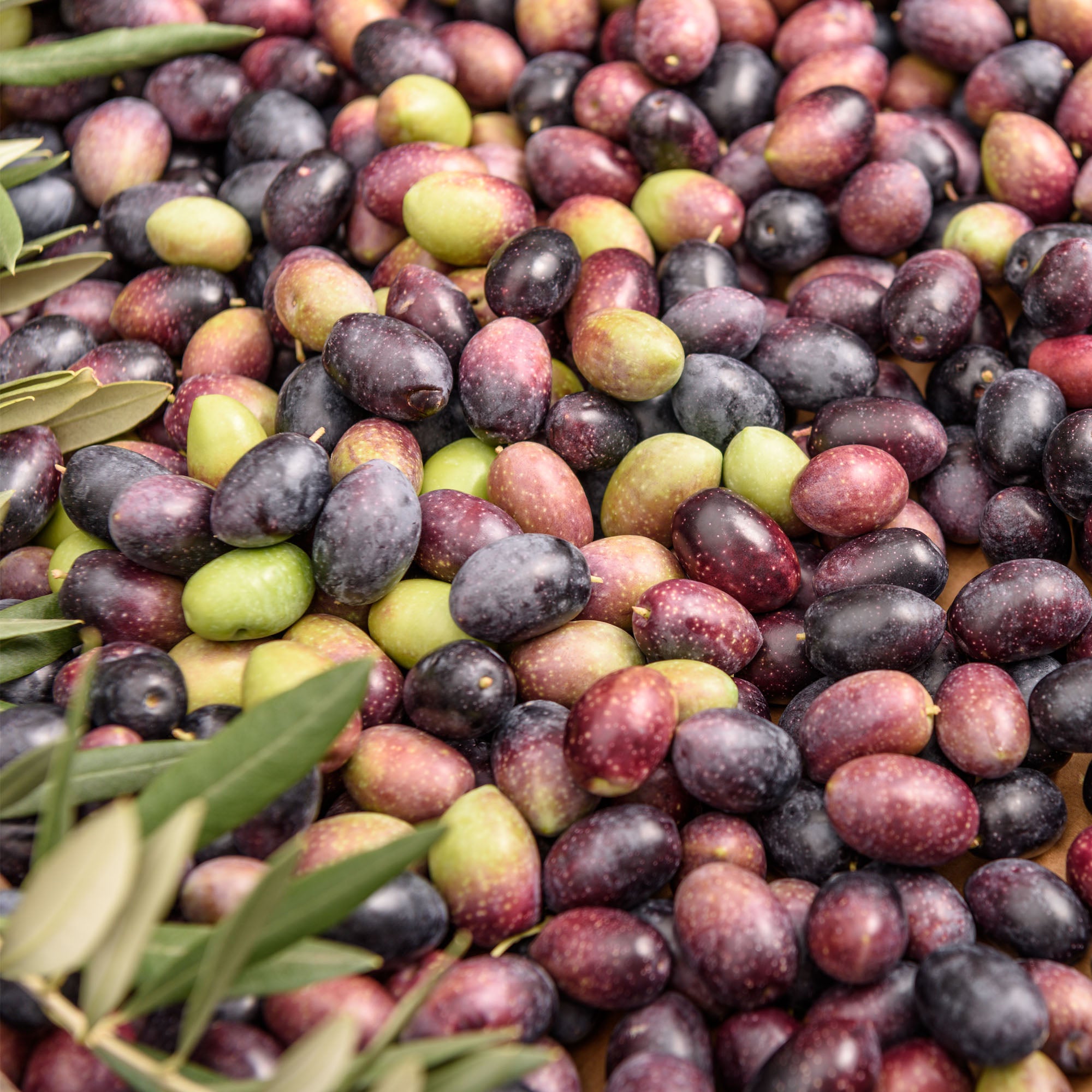 What is the most common olives? – García de la Cruz Olive You